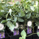 Australian Native Plants Online Nursery - Native Plant Project