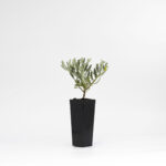 Emu Bush | Eremophila glabra ‘Silver Ball’ - Native Plant Project
