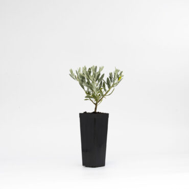 Emu Bush | Eremophila glabra ‘Silver Ball’ - Native Plant Project