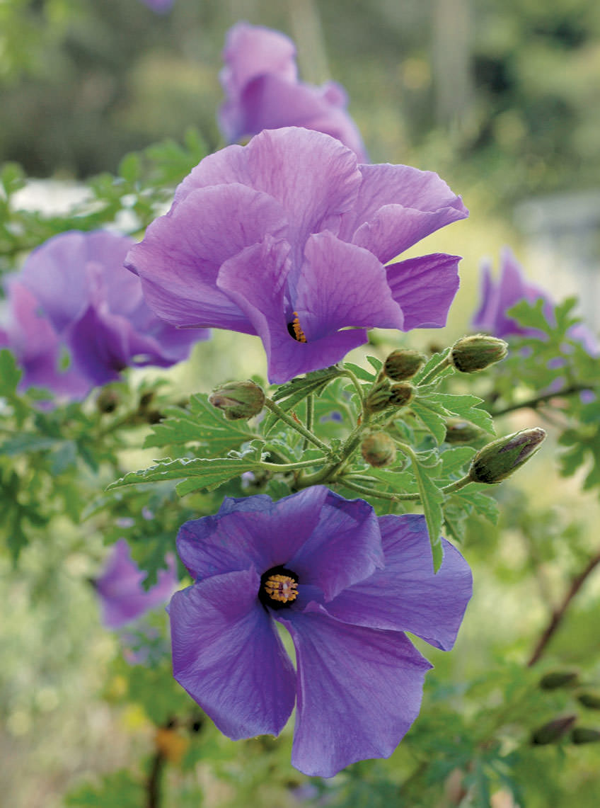 Native Hibiscus | Alyogyne wrayae ‘Blue Healer’ - Native Plant Project