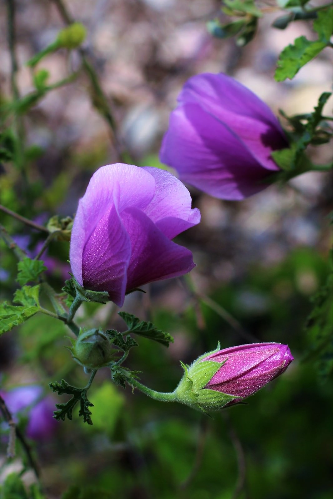 Native Hibiscus | Alyogyne wrayae ‘Blue Healer’ - Native Plant Project