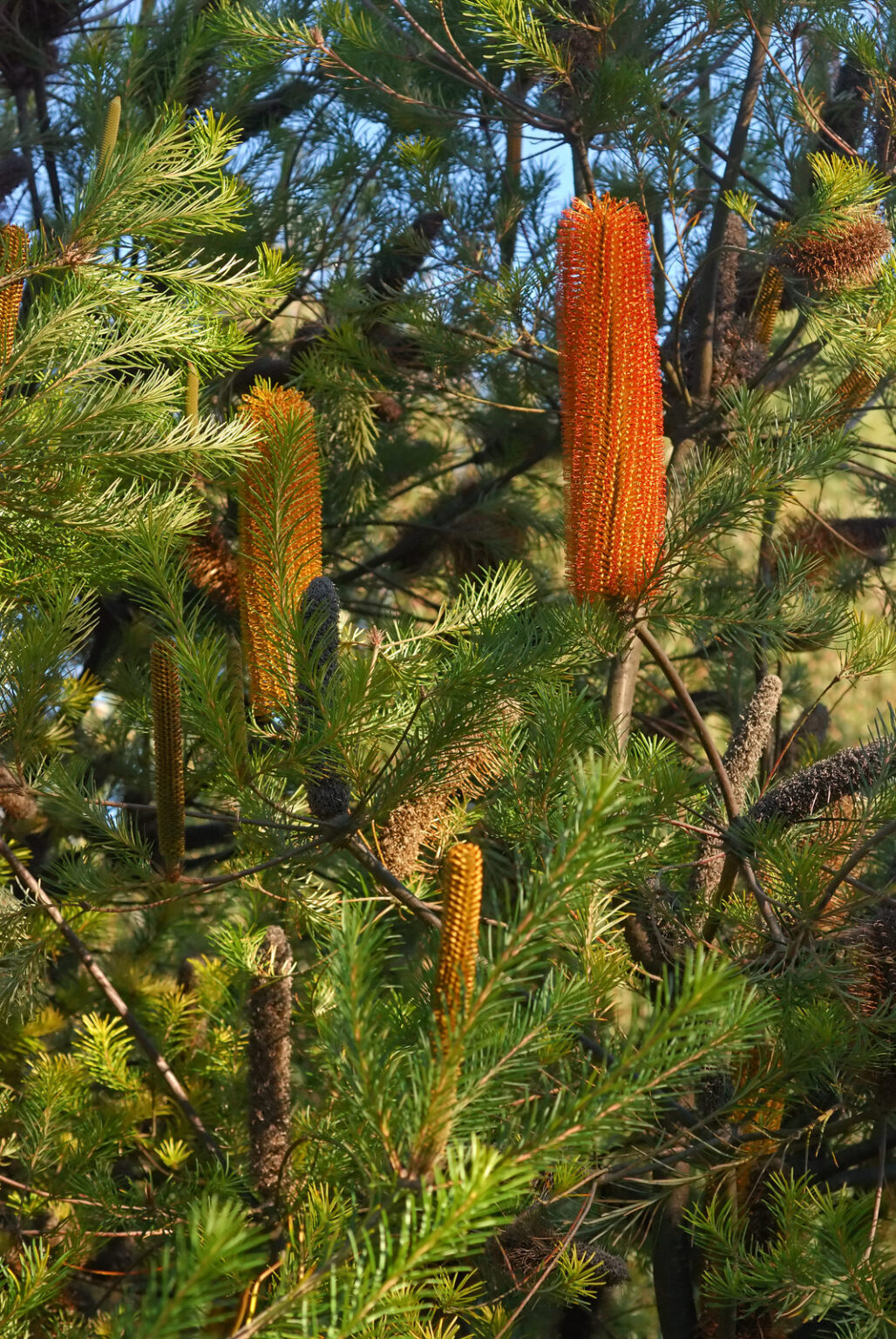 Banksia | Banksia ericifolia x spinulosa ‘Giant Candles’ - Native Plant ...