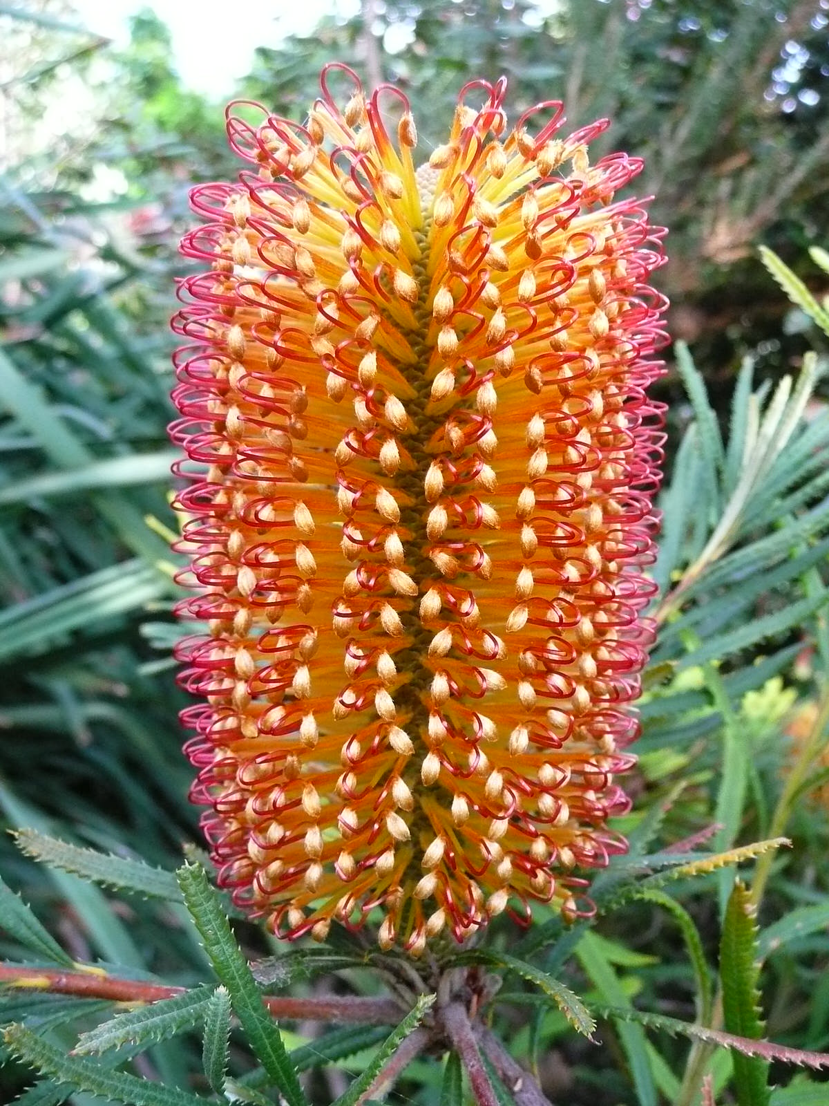 Banksia | Banksia spinulosa ‘Dwarf Red’ - Native Plant Project