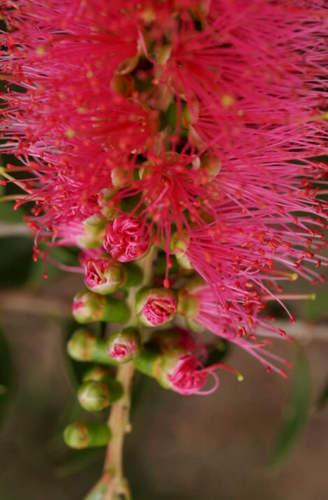 Bottlebrush | Callistemon viminalis ‘Pink Alma’ - Native Plant Project