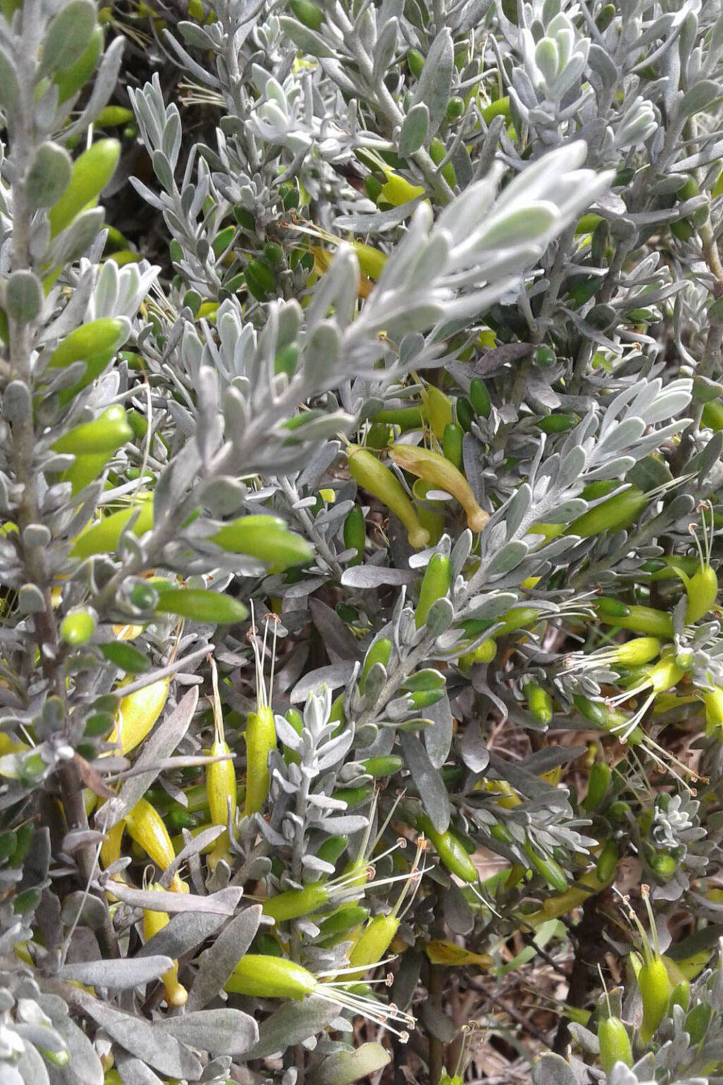 Emu Bush | Eremophila glabra ‘Silver Ball’ - Native Plant Project
