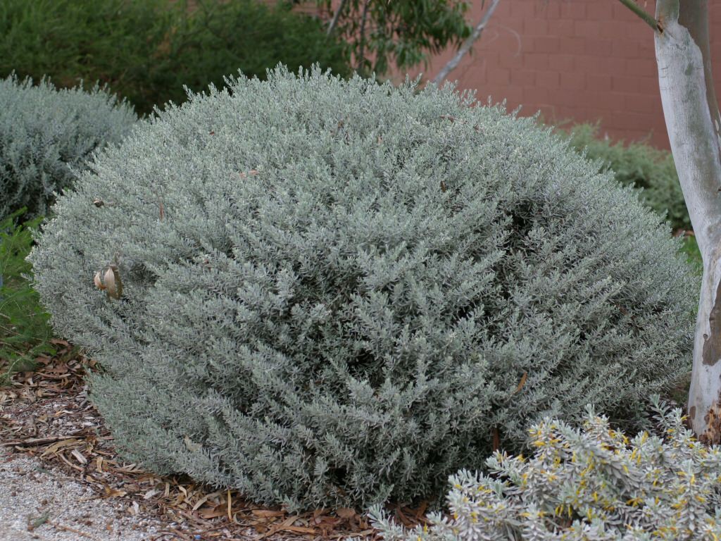 Emu Bush | Eremophila glabra ‘Silver Ball’ - Native Plant Project