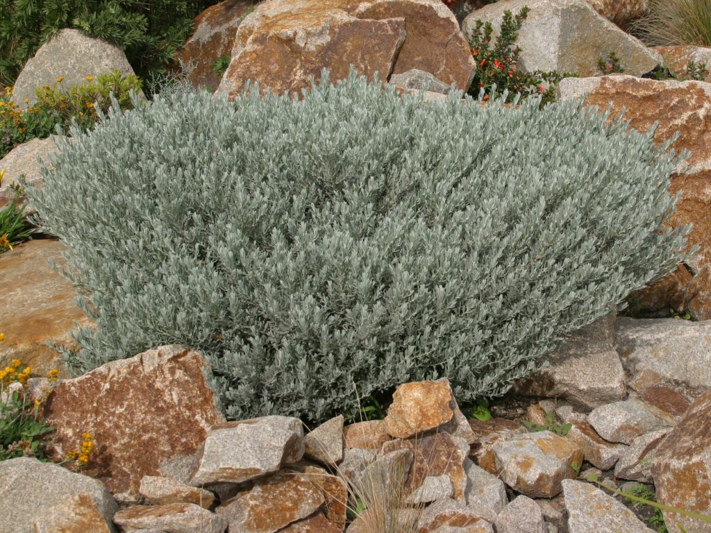 Emu Bush | Eremophila glabra ‘Silver Ball’ - Native Plant Project