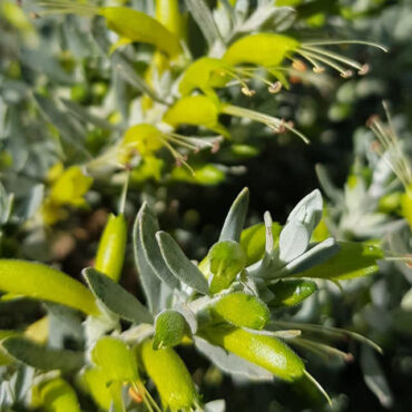 Start Your 4 Plant Box - Native Plant Project