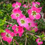 Tea Tree | Leptospermum ‘Piccolo’ - Native Plant Project