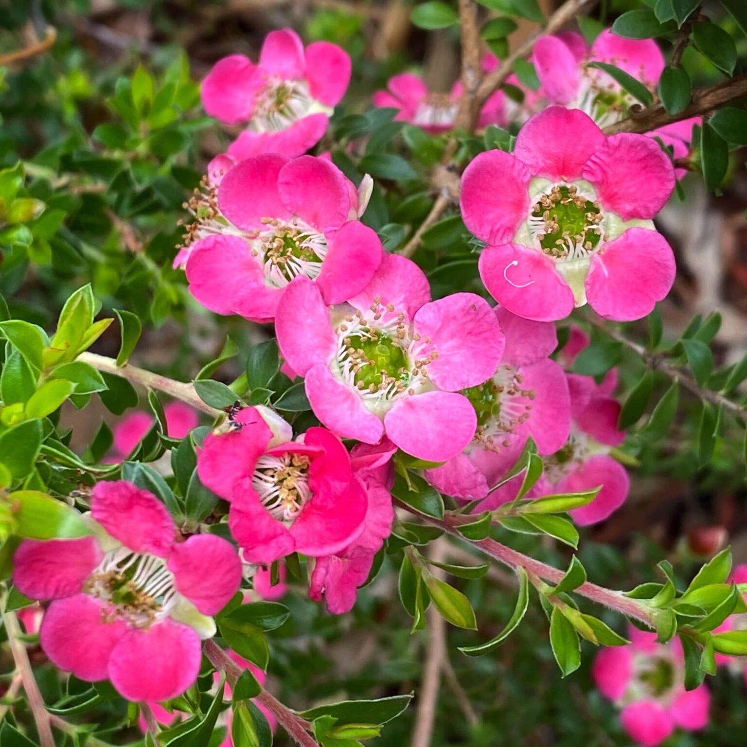 Tea Tree | Leptospermum ‘Piccolo’ - Native Plant Project