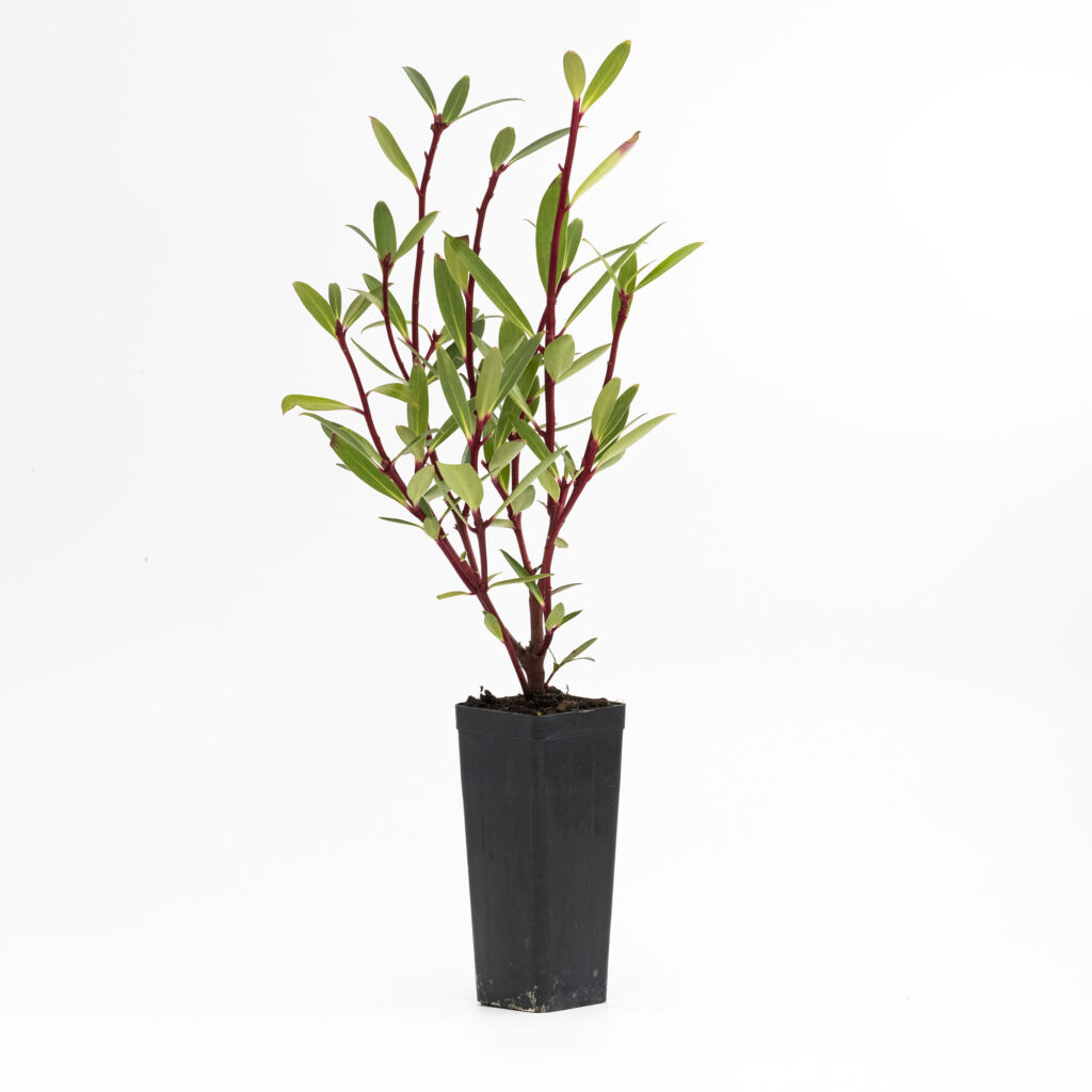 Mountain Pepper | Tasmannia lanceolata (male) - Native Plant Project