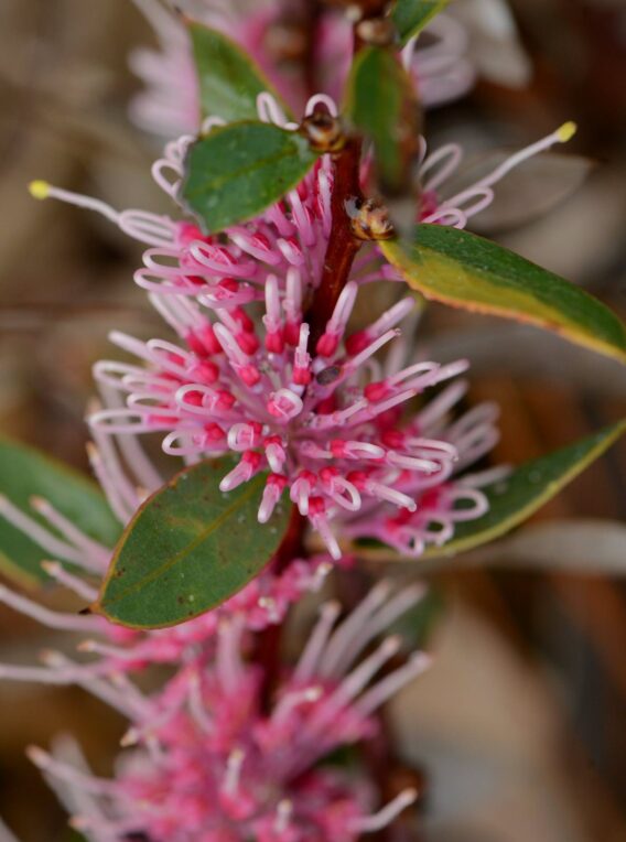 Hakea | Hakea ‘Burrendong Beauty’ - Native Plant Project