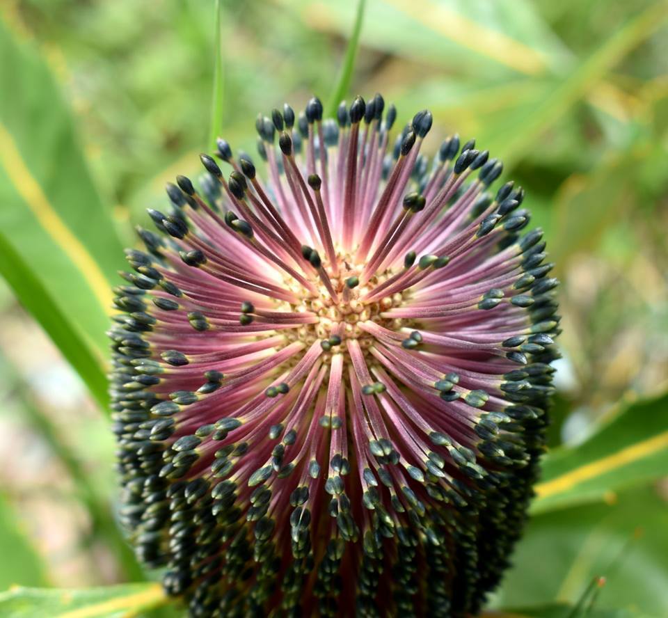 Banksia | Banksia robur – ‘Swamp Banksia’ - Native Plant Project
