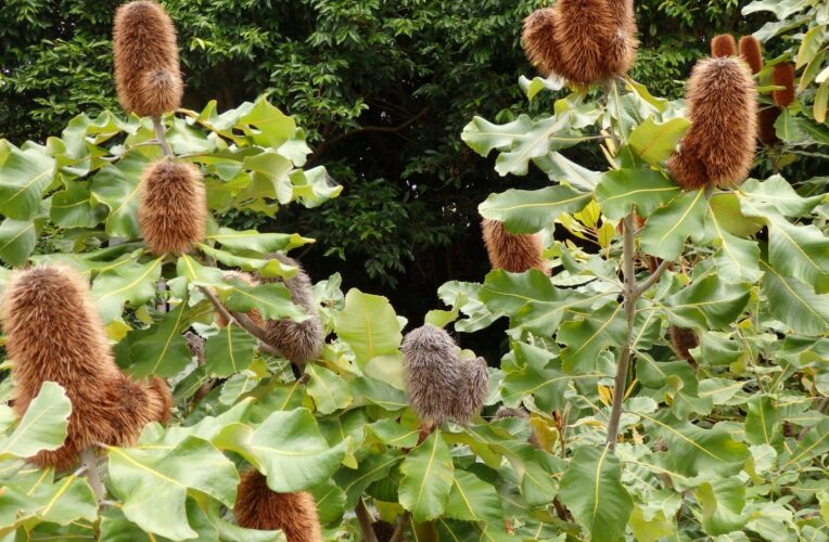 Banksia Bounty - Native Plant Project