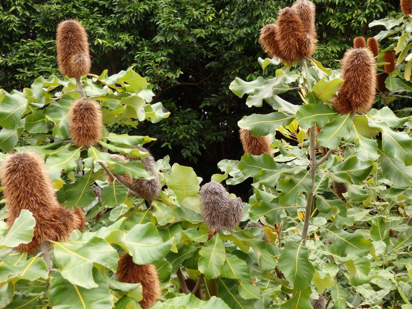 Banksia | Banksia robur – ‘Swamp Banksia’ - Native Plant Project