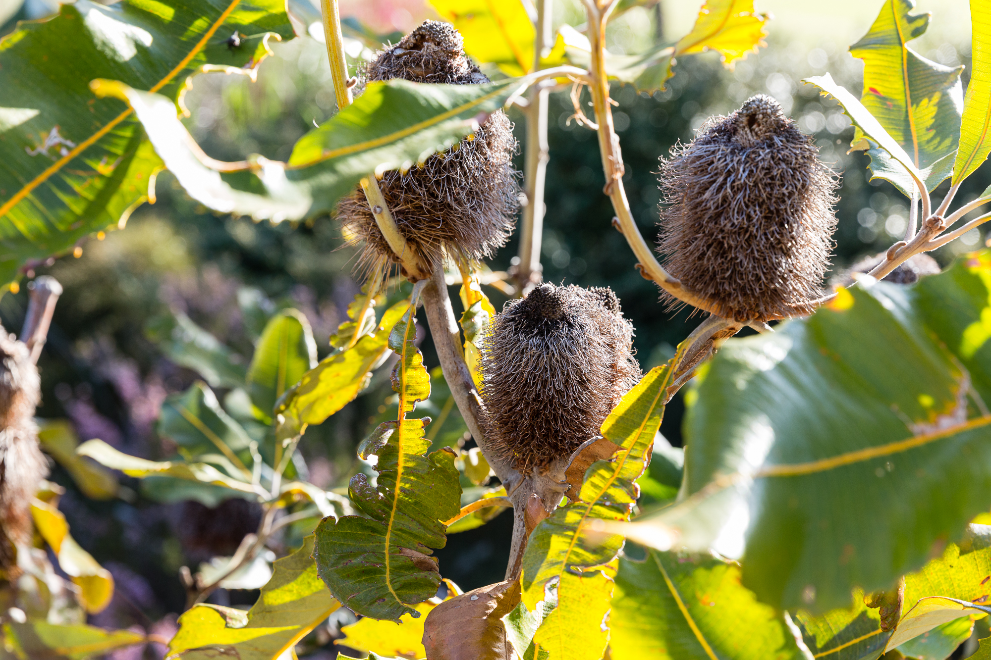Banksia | Banksia robur – ‘Swamp Banksia’ - Native Plant Project