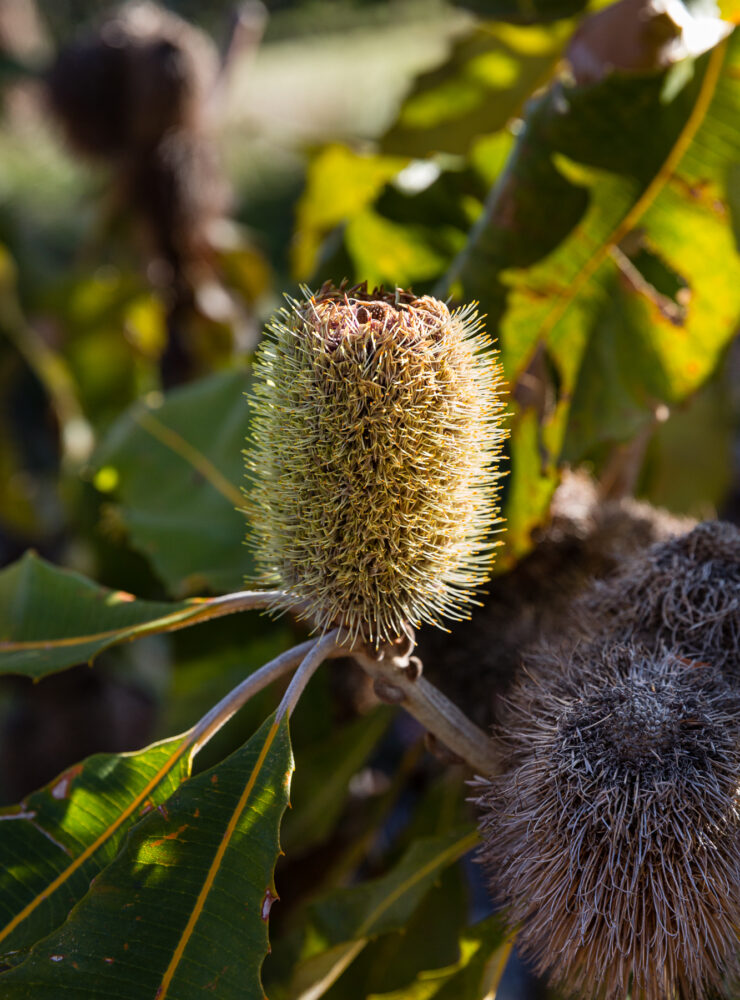 Banksia Bounty - Native Plant Project