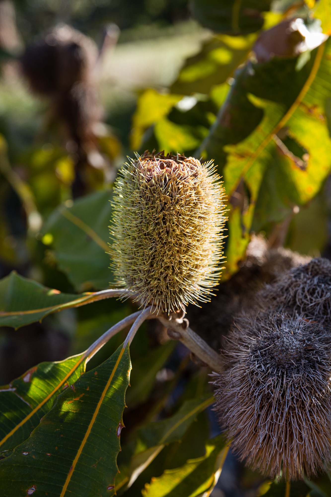 Banksia | Banksia robur – ‘Swamp Banksia’ - Native Plant Project