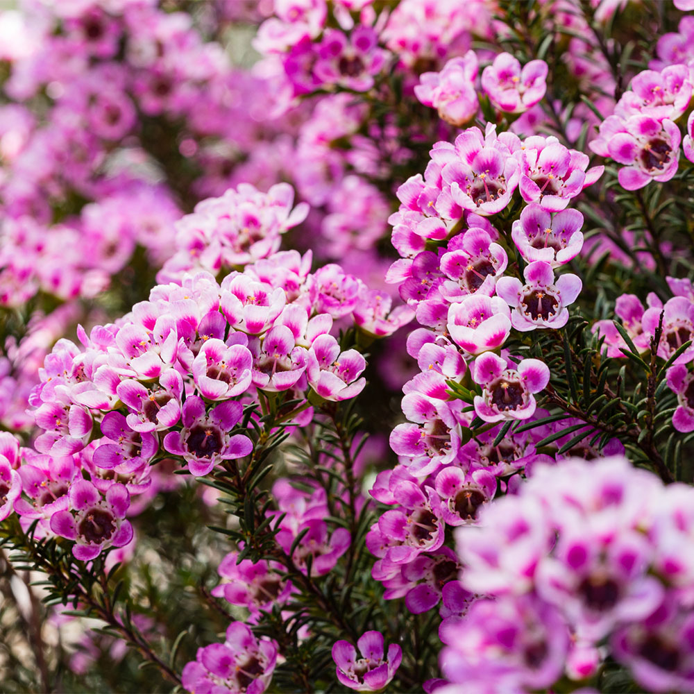 Mother's Day - Native Plant Project