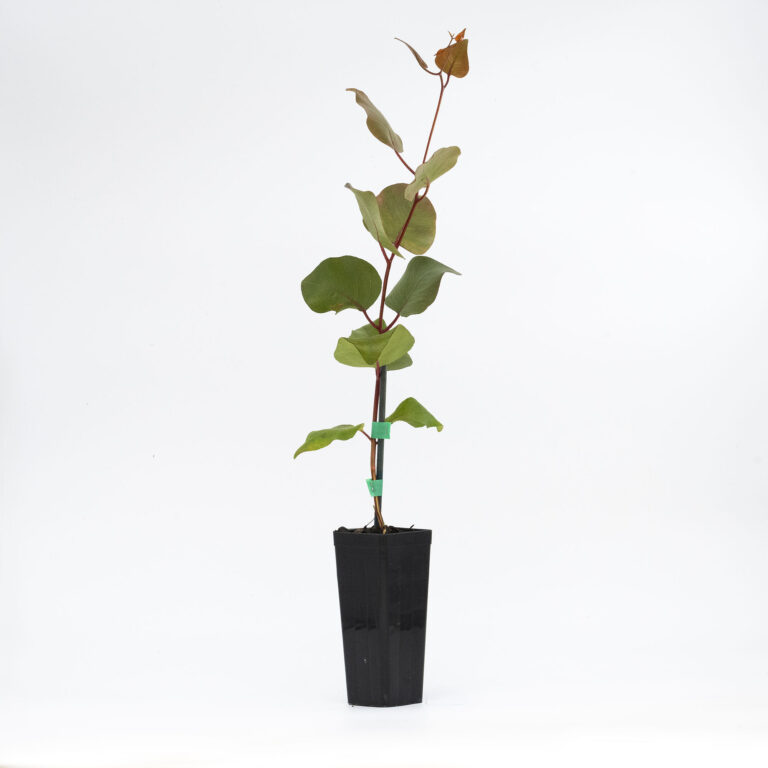 Eucalyptus ‘Silver Princess’ | Eucalyptus caesia - Native Plant Project