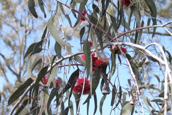 Eucalyptus ‘Silver Princess’ | Eucalyptus caesia - Native Plant Project