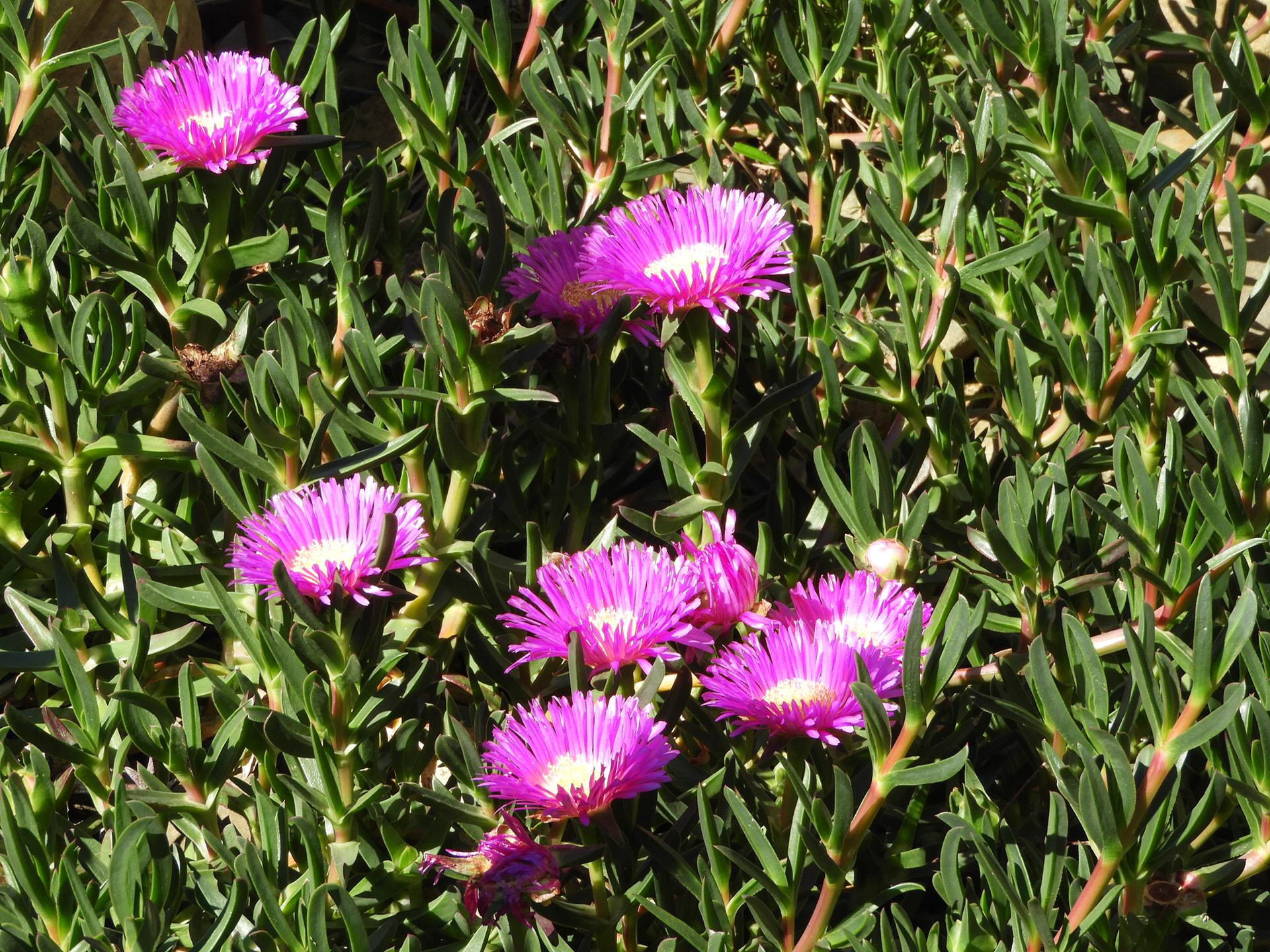 Pigface | Carpobrotus glaucescens ‘CAR10’ Aussie Rambler™ PBR - Native ...