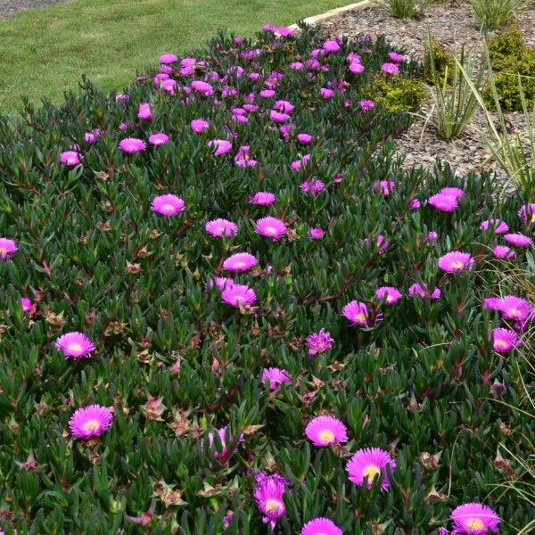 Pigface | Carpobrotus glaucescens ‘CAR10’ Aussie Rambler™ PBR - Native ...