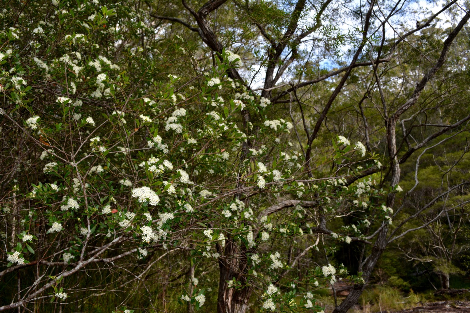 Tea Tree | Leptospermum petersonii – ‘Lemon Scented Tea Tree’ - Native ...