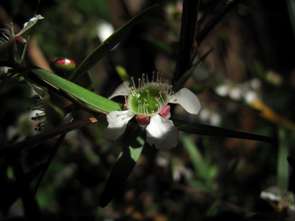 Tea Tree | Leptospermum petersonii – ‘Lemon Scented Tea Tree’ - Native ...