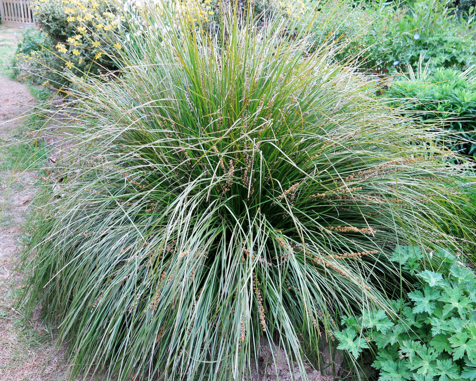 Lomandra Tanika® | Lomandra longifolia ‘LM300’ Tanika® PBR - Native ...