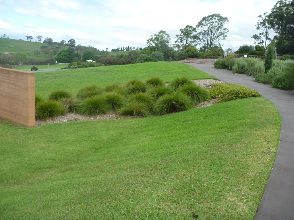Lomandra Tanika® | Lomandra longifolia ‘LM300’ Tanika® PBR - Native ...
