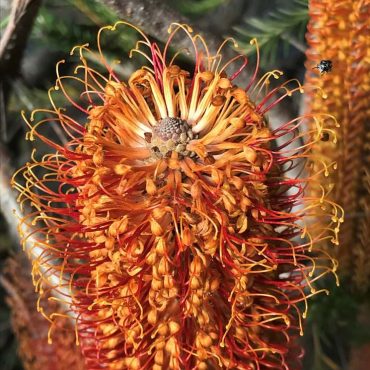Start Your 4 Plant Box - Native Plant Project