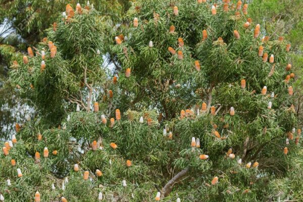 Acorn Banksia | Banksia prionotes - Native Plant Project