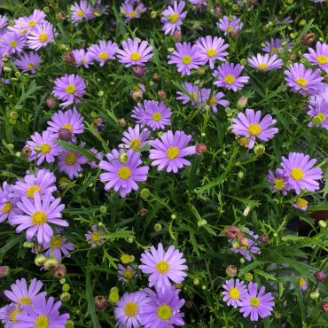 Native Daisy | Brachyscome ‘Mauve Delight’ - Native Plant Project