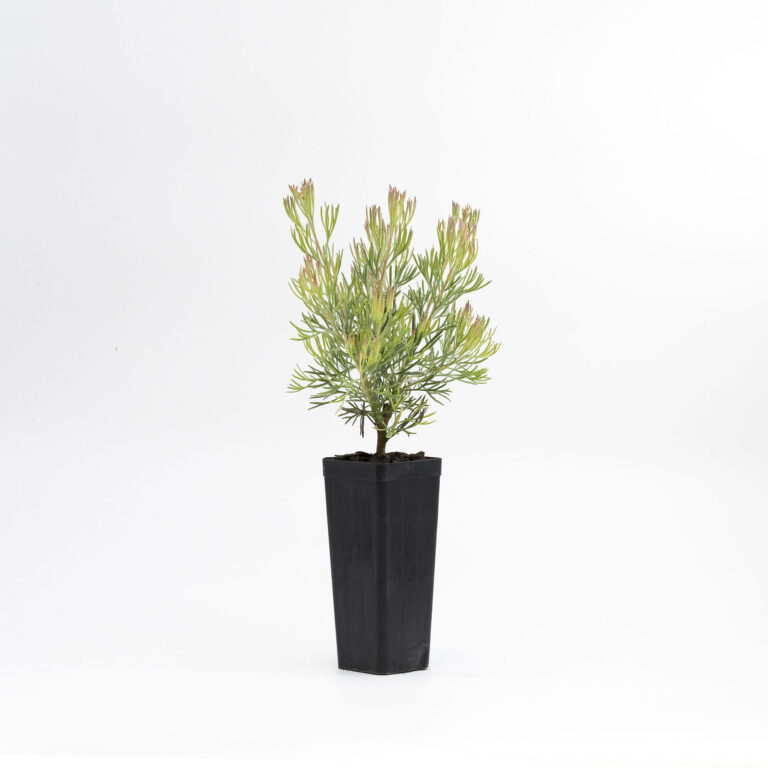 Prostrate Woolly Bush | Adenanthos cunninghamii prostrate - Native ...