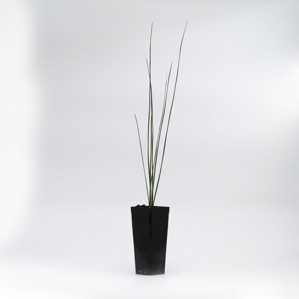 Grass tree | Xanthorrhoea glauca - Native Plant Project