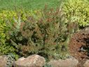 Prostrate Woolly Bush | Adenanthos cunninghamii prostrate - Native ...