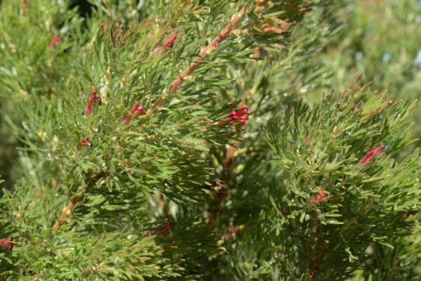 Prostrate Woolly Bush | Adenanthos cunninghamii prostrate - Native ...