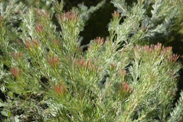 Prostrate Woolly Bush | Adenanthos cunninghamii prostrate - Native ...