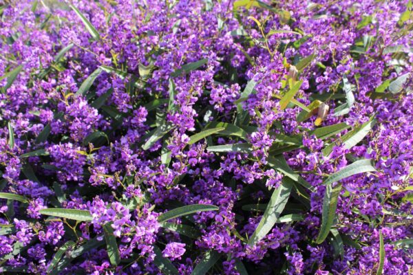 Hardenbergia | Hardenbergia violacea Meema ‘HB1’ PBR - Native Plant Project