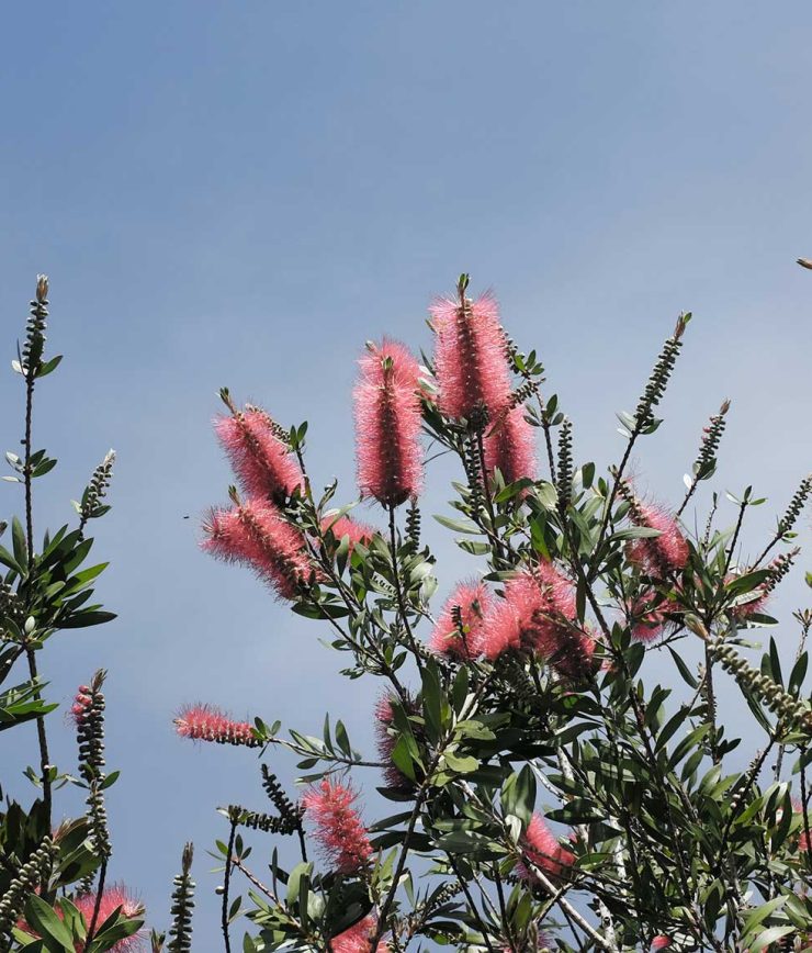 Growing Guides Archives - Native Plant Project