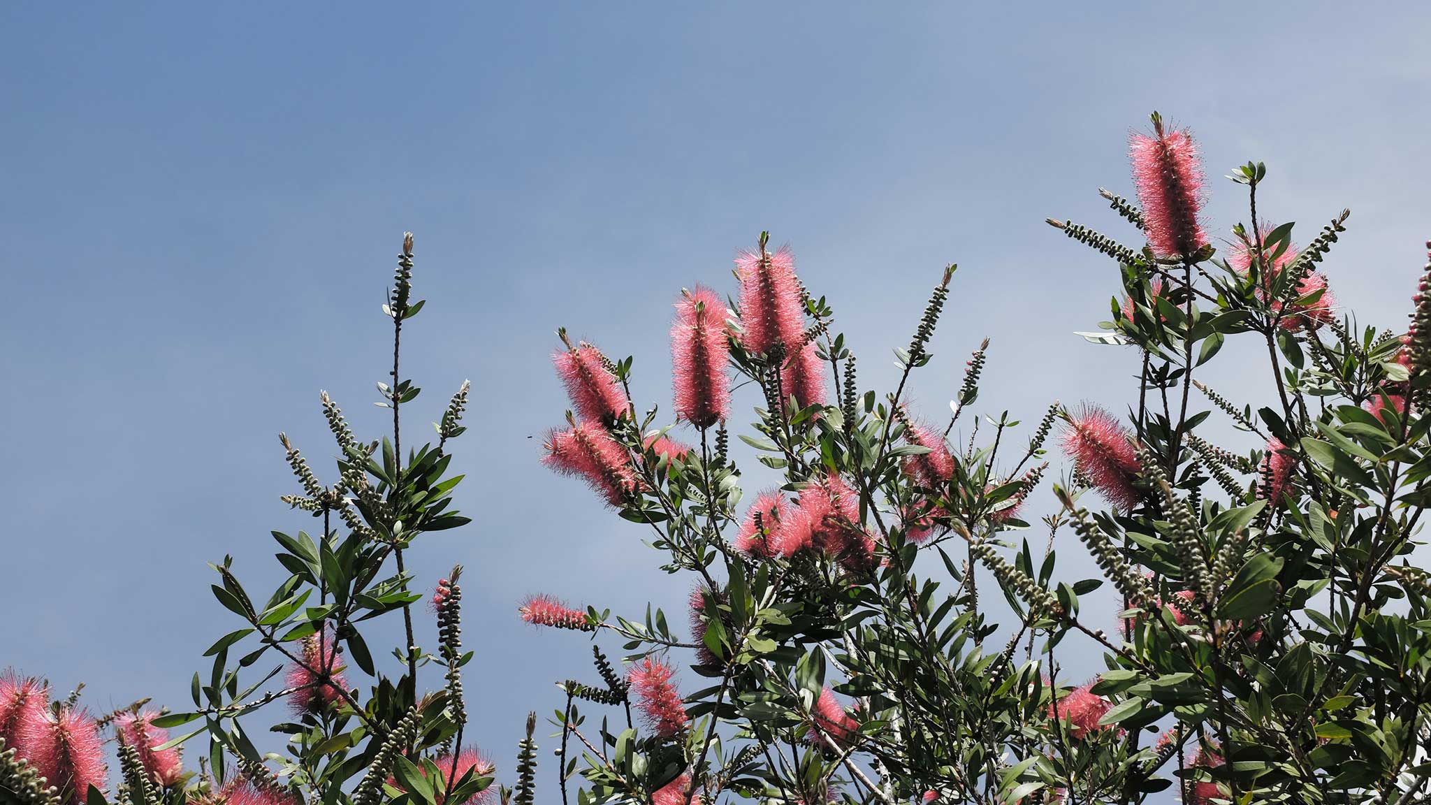 5 ways native plants in a box make successful Aussie gardens - Native ...