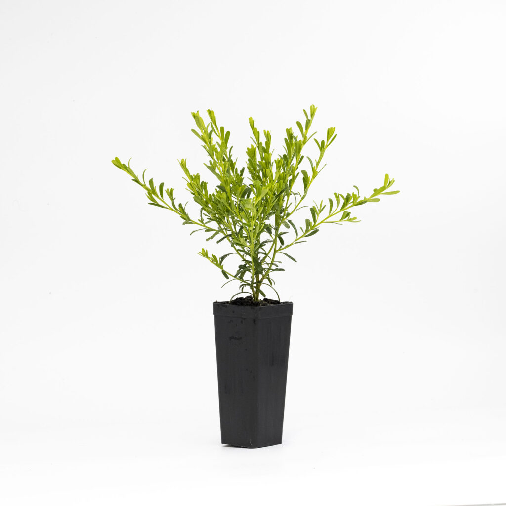 Waxflower | Crowea exalata ‘White Star’ - Native Plant Project Waxflower | Crowea exalata ‘White Star’ - Native Plant Project