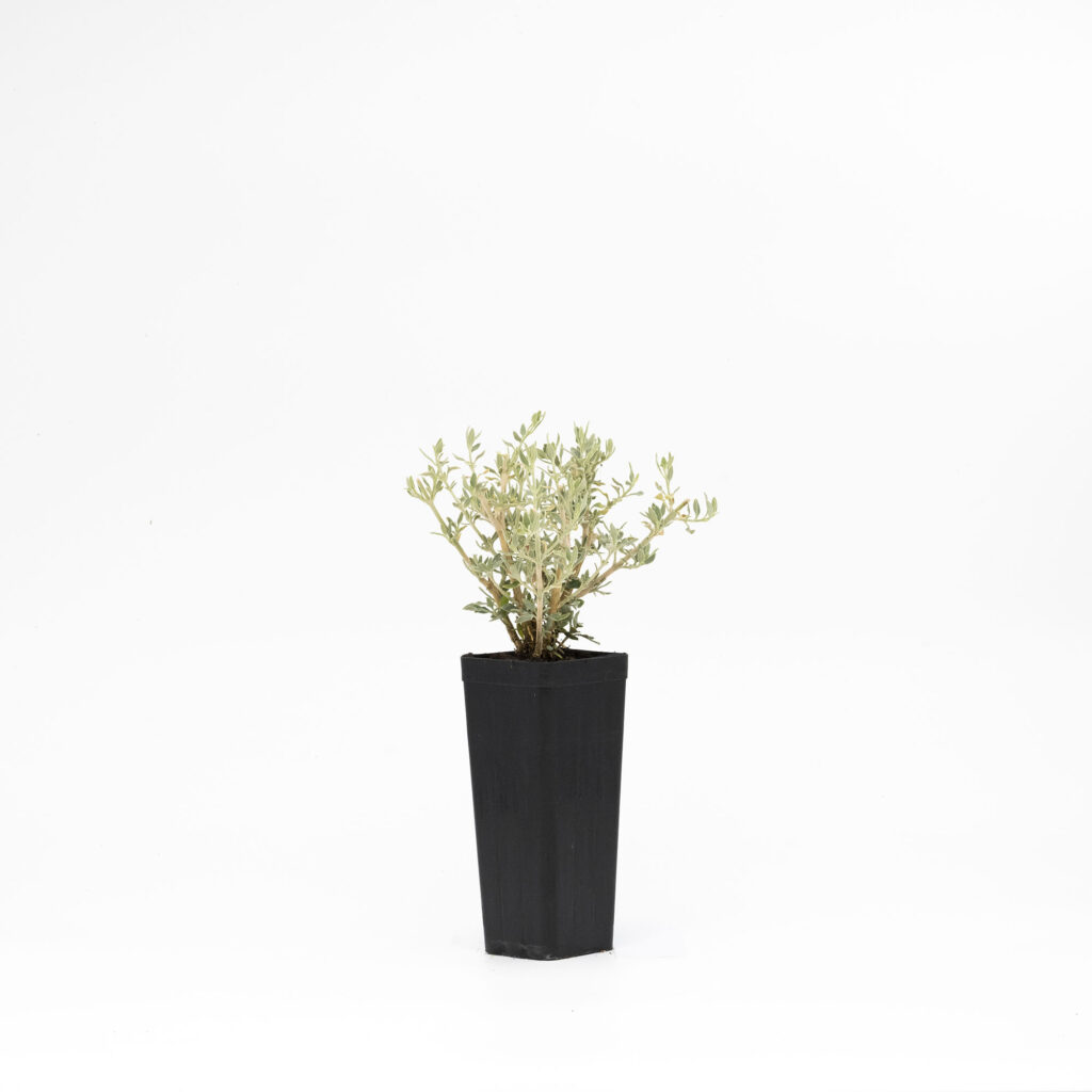 Salt Bush | Rhagodia Aussie Flat Bush TM ‘SAB01’ - Native Plant Project