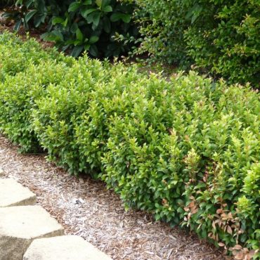 Lilly Pilly | Acmena smithii ‘Allyn Magic’ - Native Plant Project