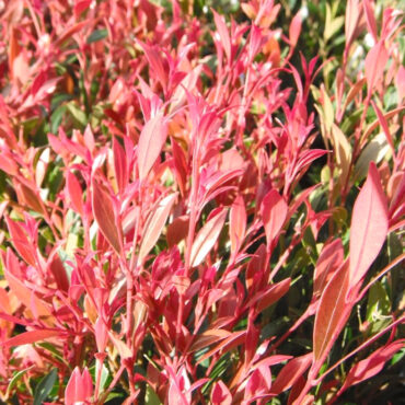 Start Your 4 Plant Box - Native Plant Project