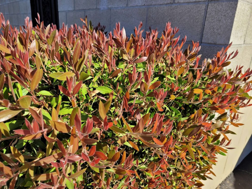 Lilly Pilly | Acmena smithii ‘Forest Flame’ - Native Plant Project