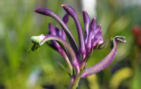 Kangaroo Paw | Anigozanthos Celebrations ‘Carnivale’ PBR - Native Plant ...