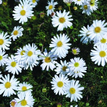 Start Your 16 Plant Box - Native Plant Project