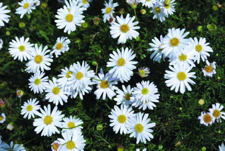 Native Daisy | Brachyscome multifida ‘White Bliss’ - Native Plant Project